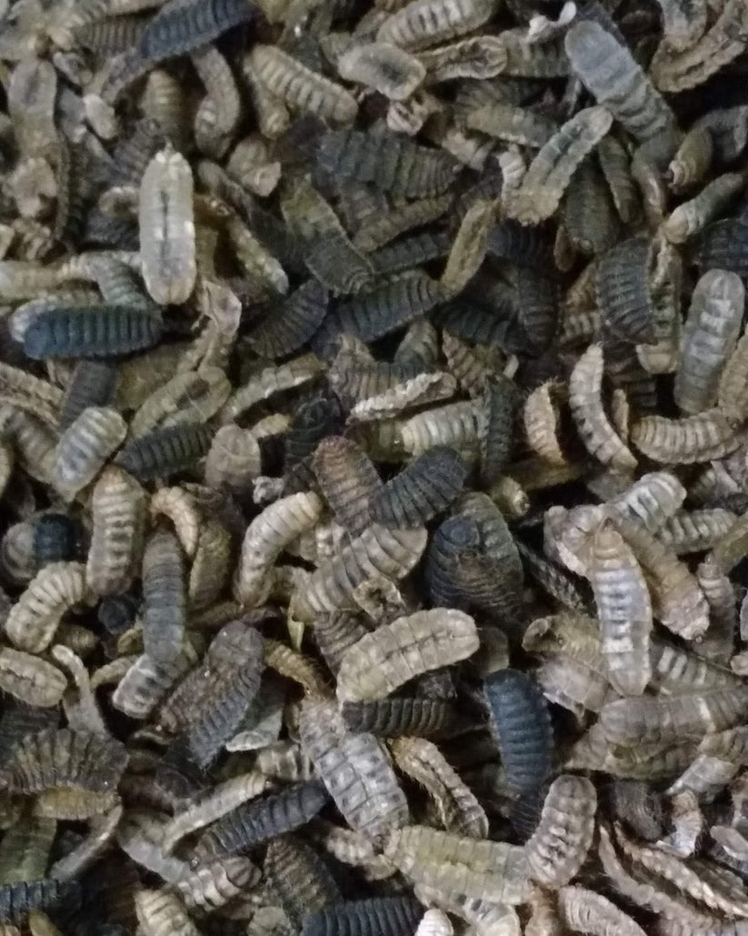 Black Soldier Fly Larvae (Dehydrated) – Mobius Farms